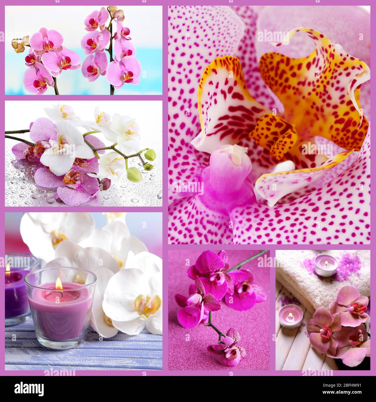 Orchids collage hi-res stock photography and images - Alamy