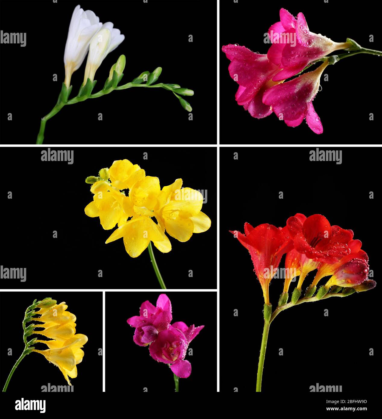 Collage of beautiful freesias on black background Stock Photo - Alamy