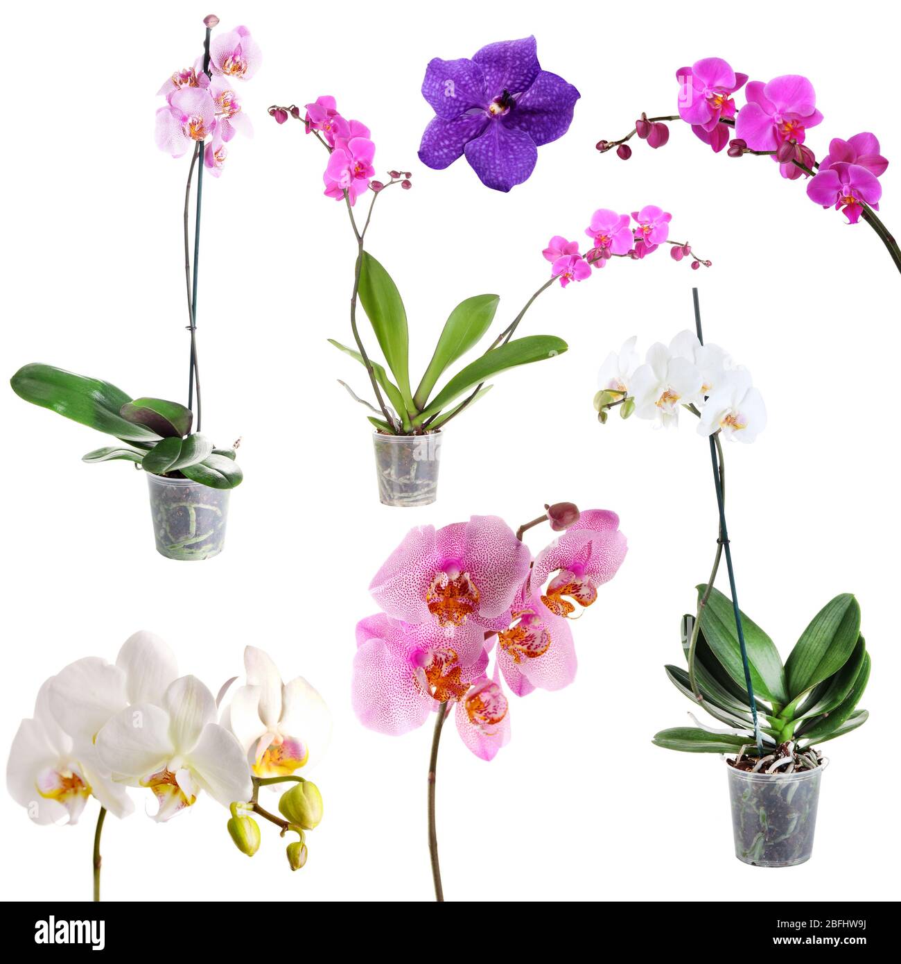 Collage of beautiful orchids isolated on white Stock Photo - Alamy