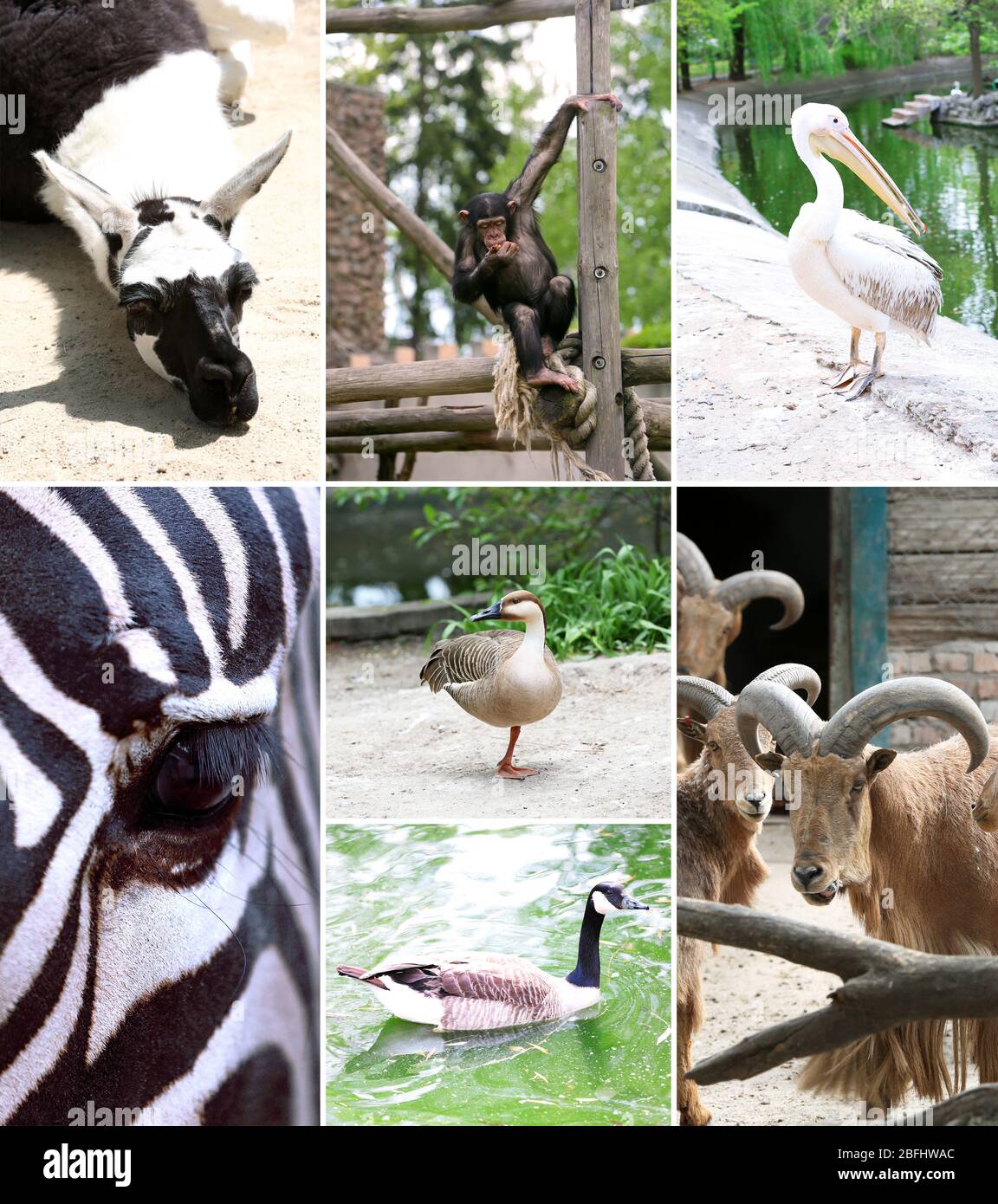 Monkey collage hi-res stock photography and images - Alamy