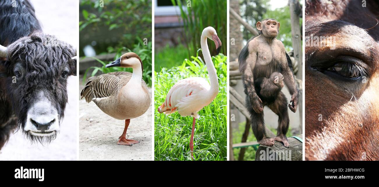 Monkey collage hi-res stock photography and images - Alamy