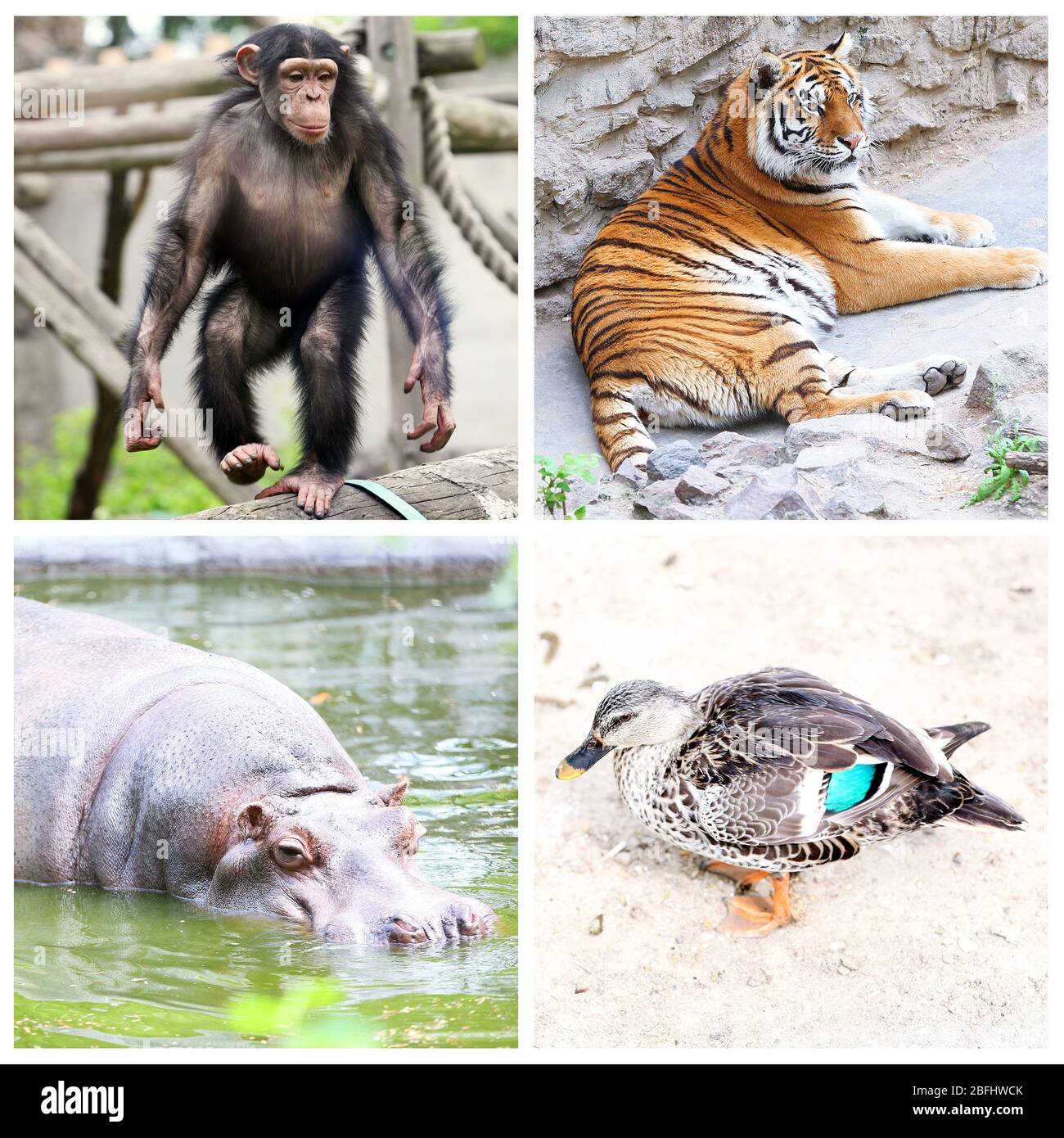 Animal aquatic collage hi-res stock photography and images - Alamy