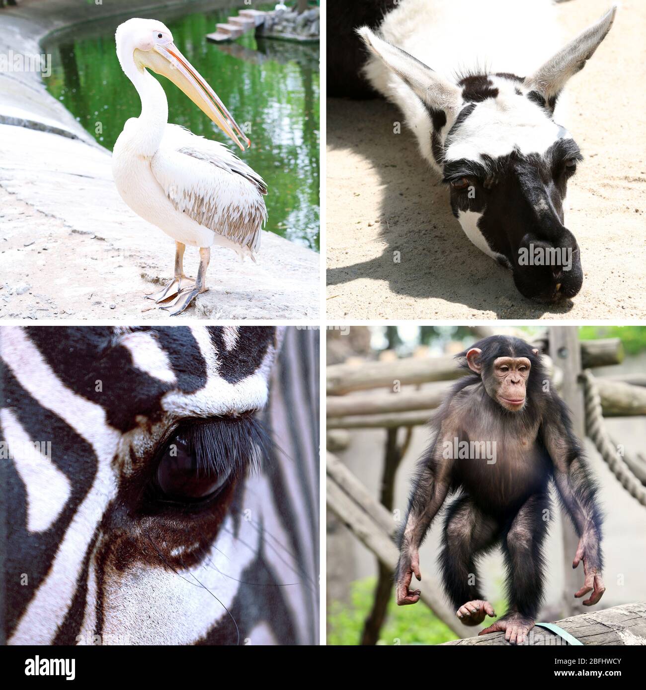 Monkey collage hi-res stock photography and images - Alamy