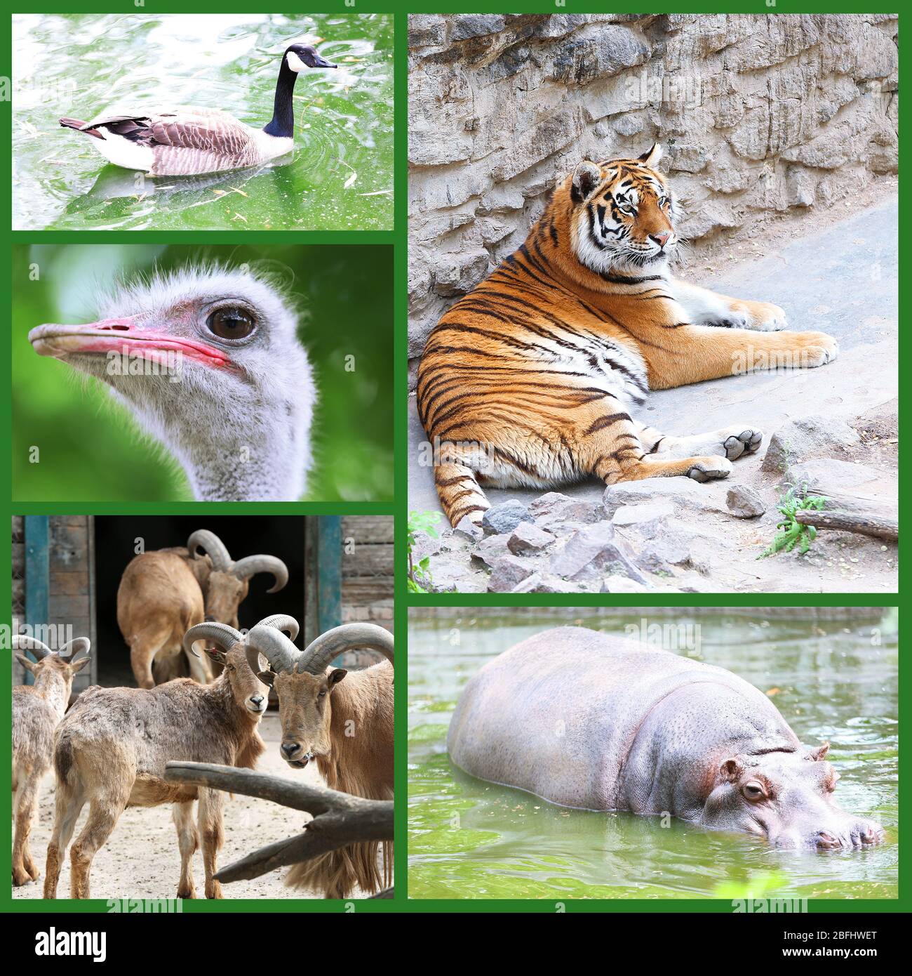 Animal collage sheep hi-res stock photography and images - Alamy