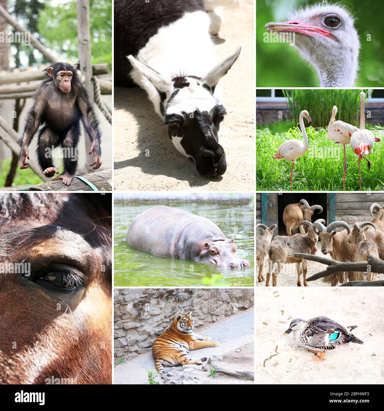 Animal collage sheep hi-res stock photography and images - Alamy
