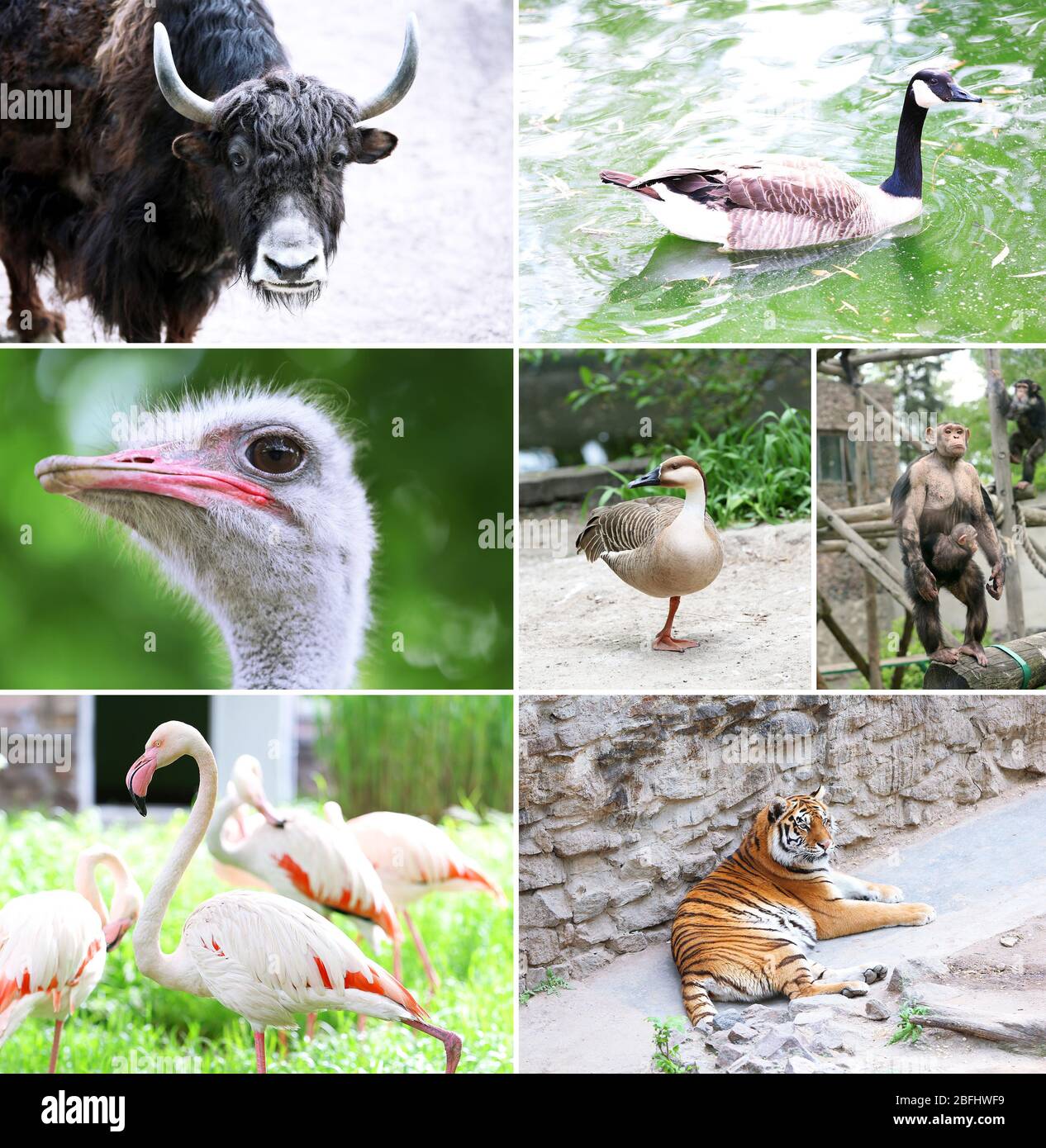 Collage with bison hi-res stock photography and images - Alamy