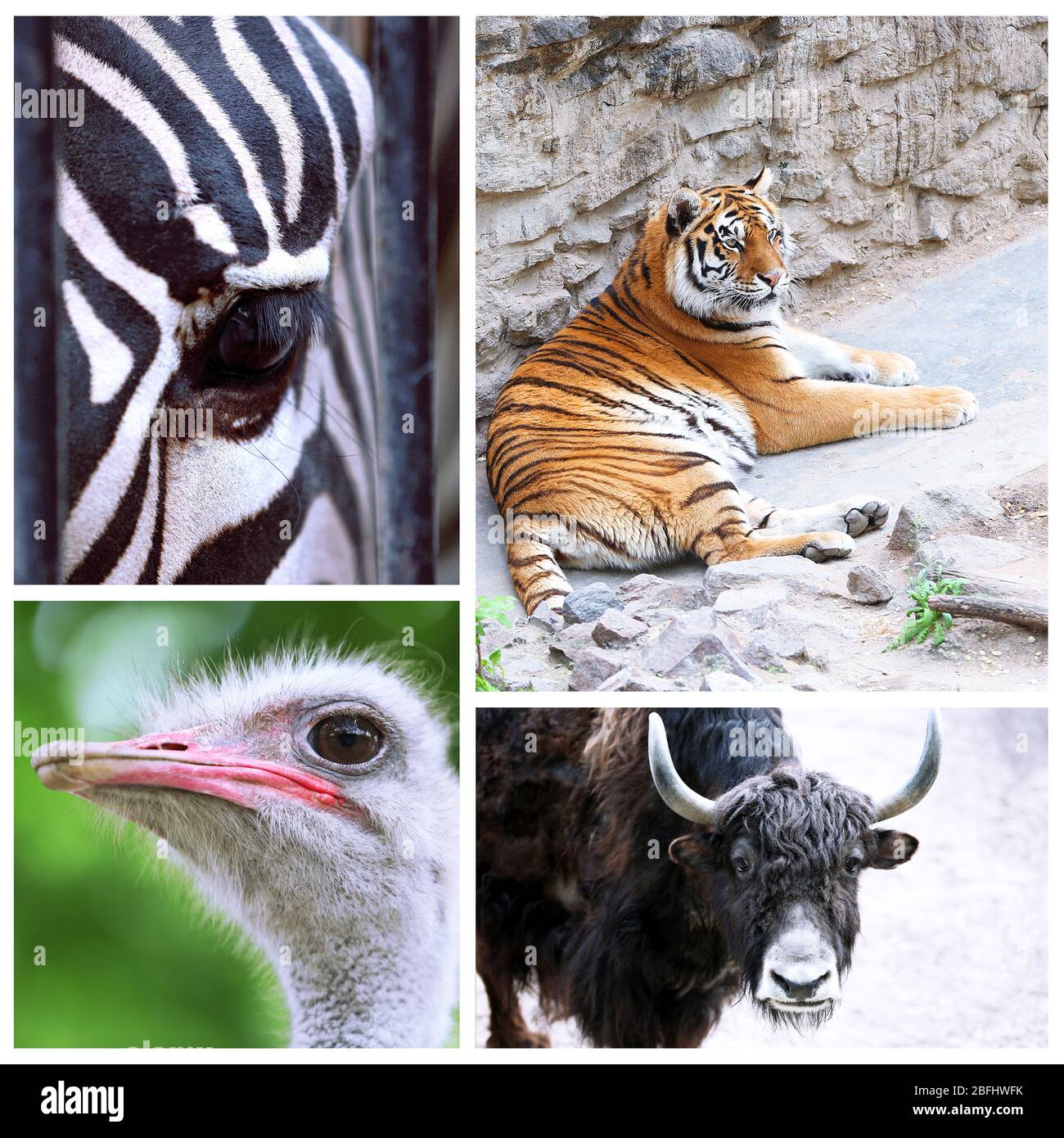 Animals collage hi-res stock photography and images - Alamy