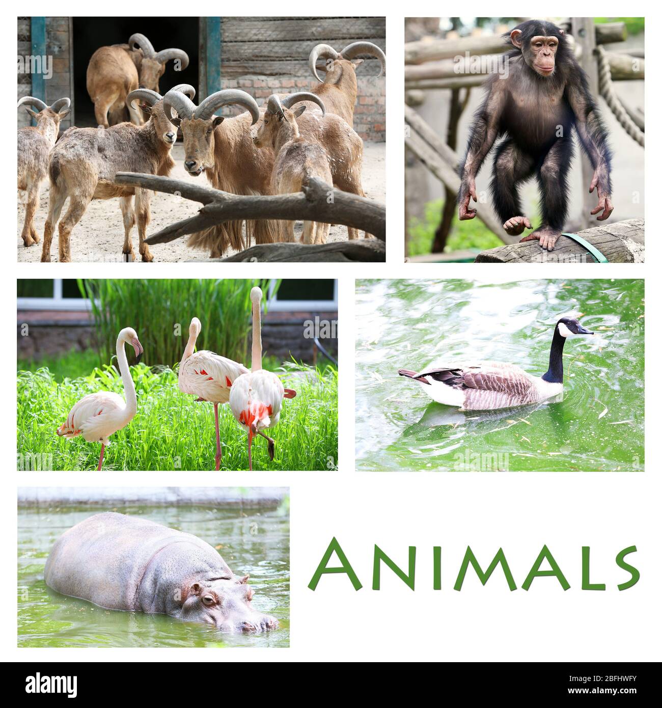 Africa collage Cut Out Stock Images & Pictures - Alamy