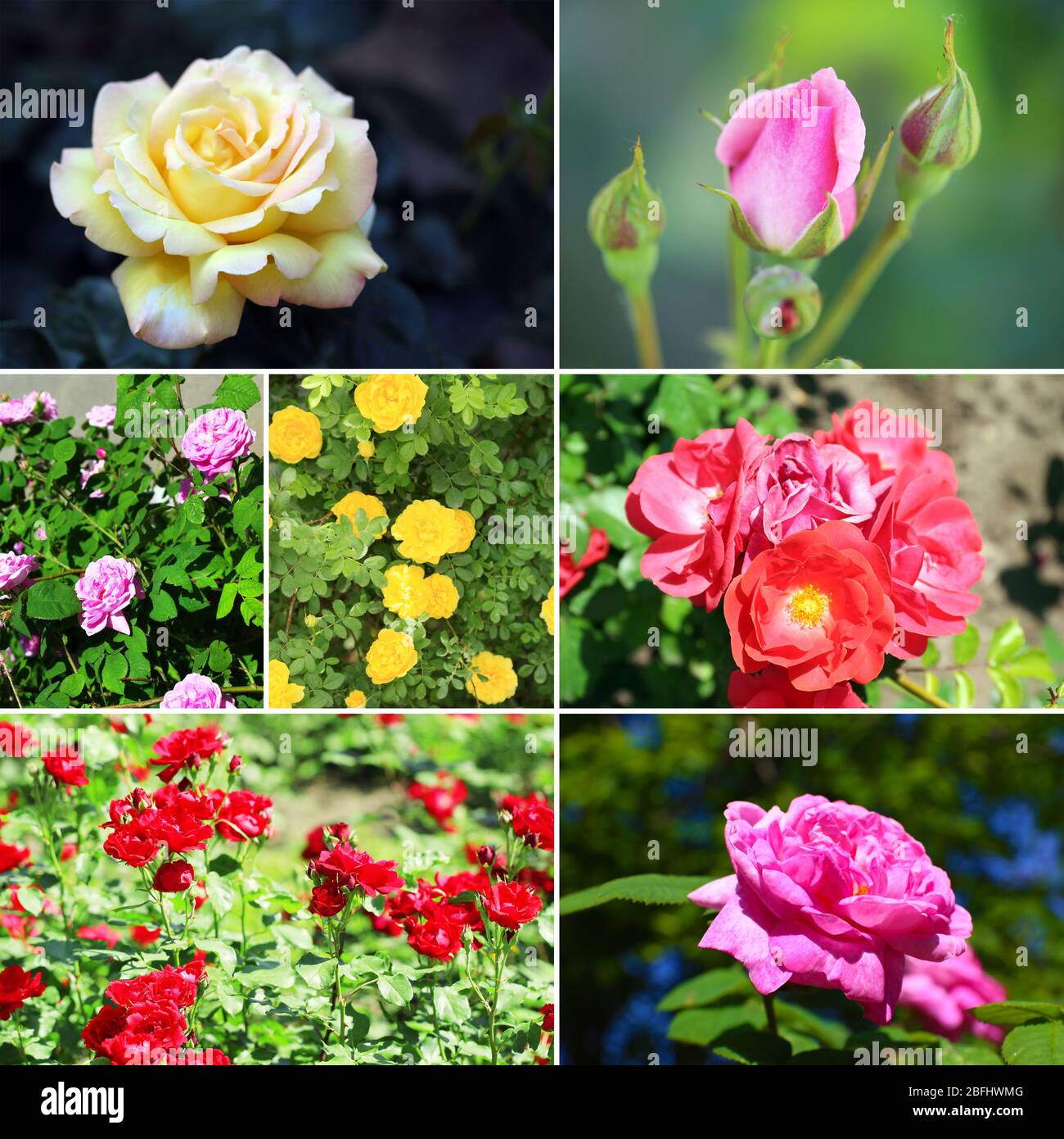 Collage of beautiful roses in garden Stock Photo - Alamy