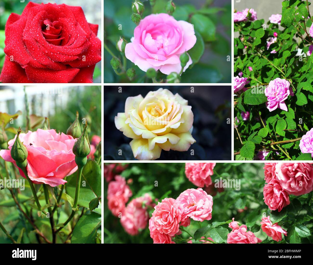 Collage of beautiful roses in garden Stock Photo - Alamy