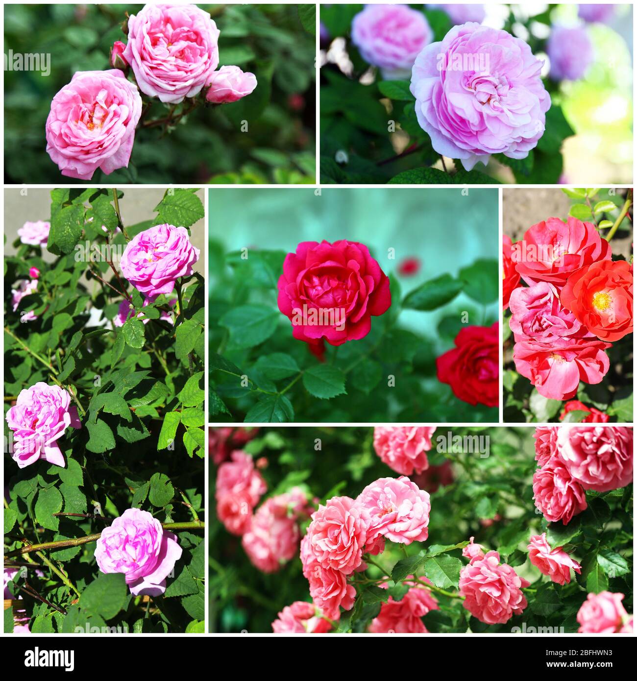 Collage of beautiful roses in garden Stock Photo - Alamy