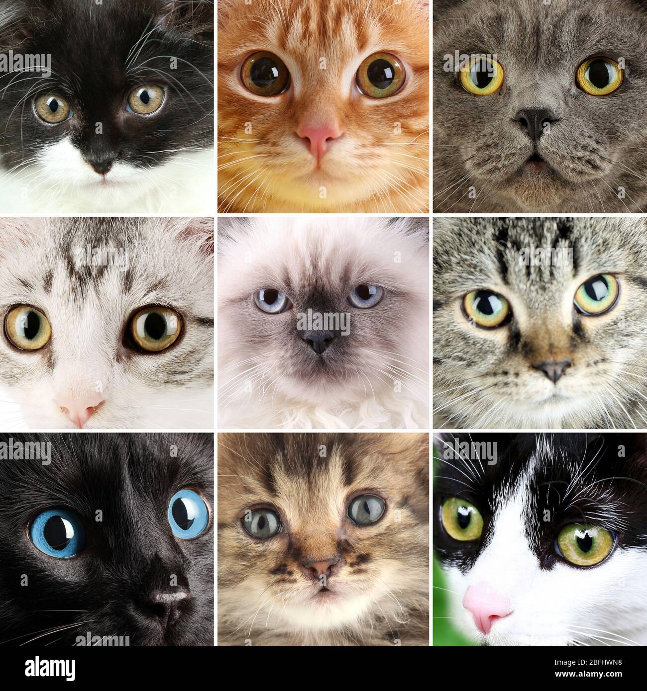 Collage of different cute cats Stock Photo - Alamy