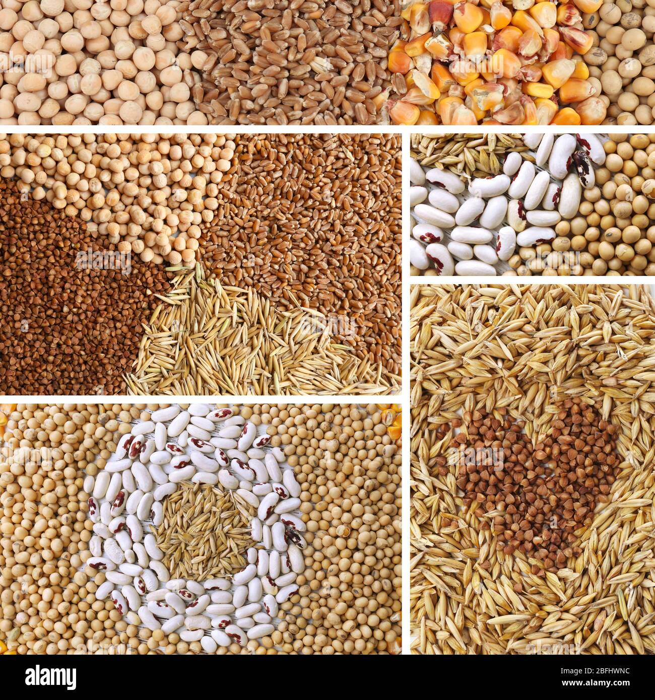 Classification of oats hi-res stock photography and images - Alamy