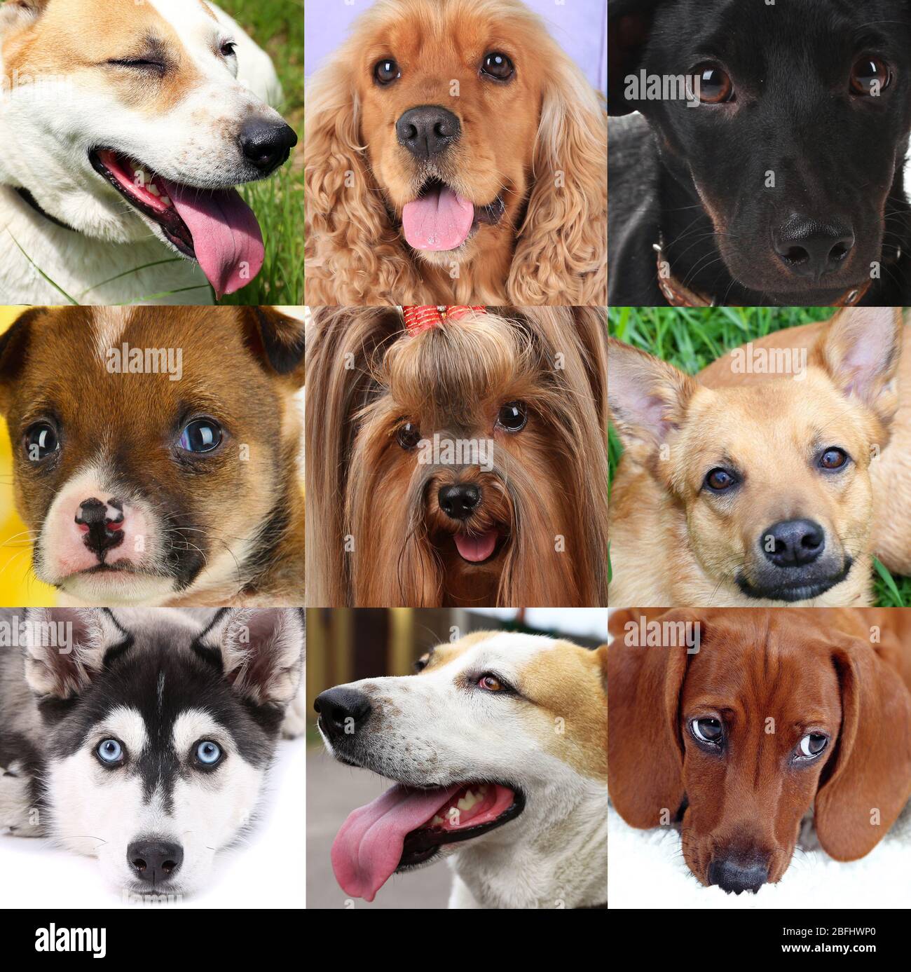 Collage of different cute dogs Stock Photo - Alamy