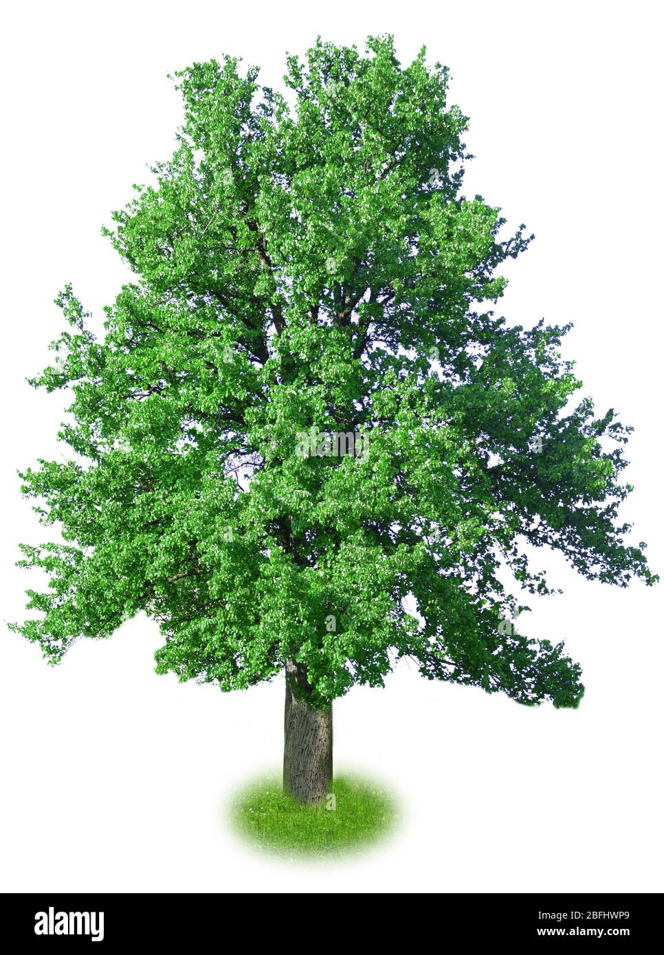 Single big tree isolated on white Stock Photo - Alamy
