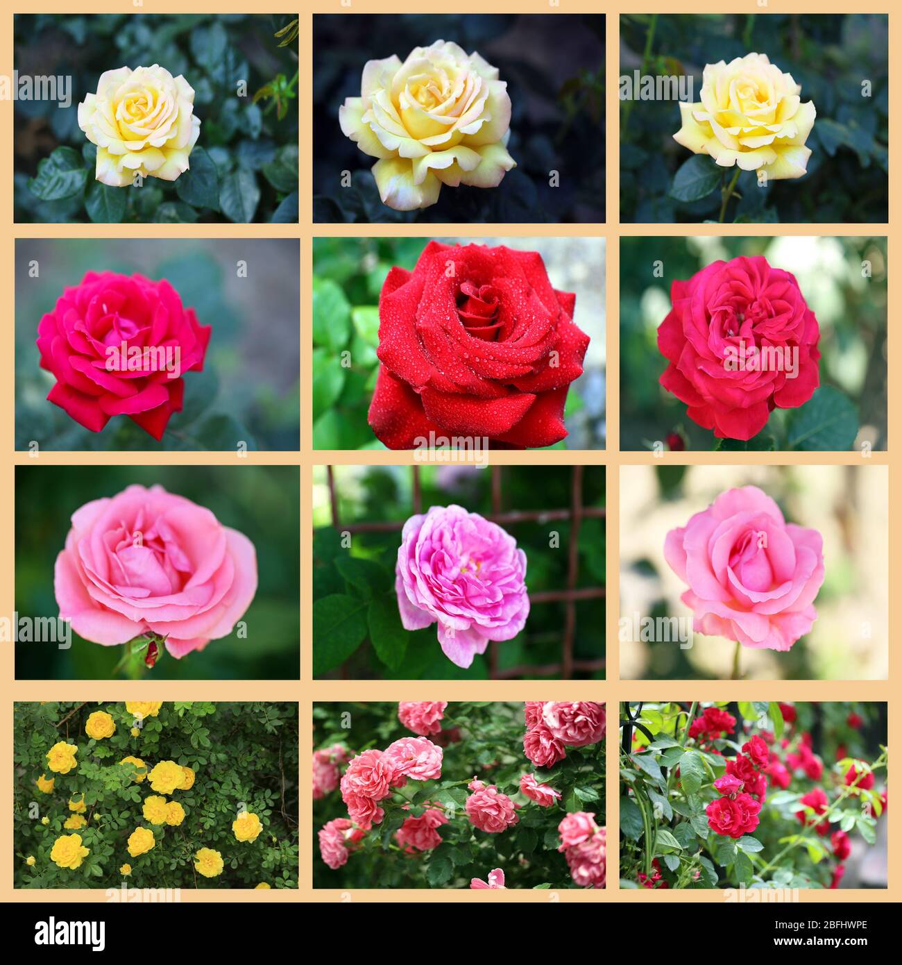 Red yellow roses collage hi-res stock photography and images - Alamy