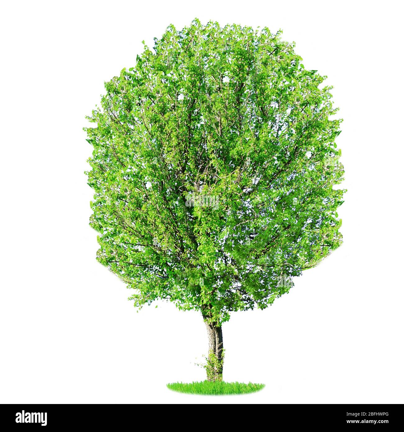 Single big tree isolated on white Stock Photo - Alamy