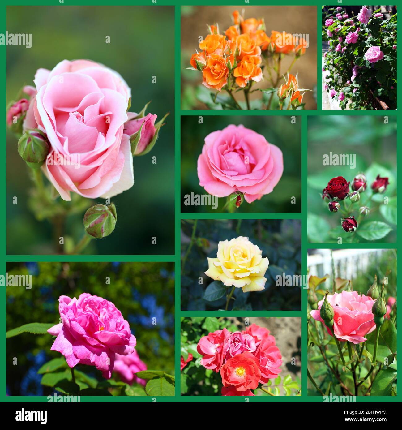 Red yellow roses collage hi-res stock photography and images - Alamy