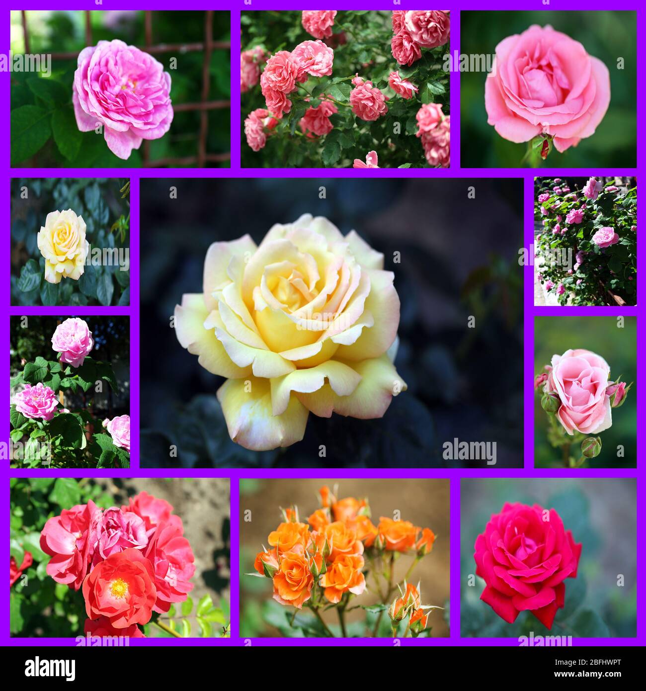 Red yellow roses collage hi-res stock photography and images - Alamy