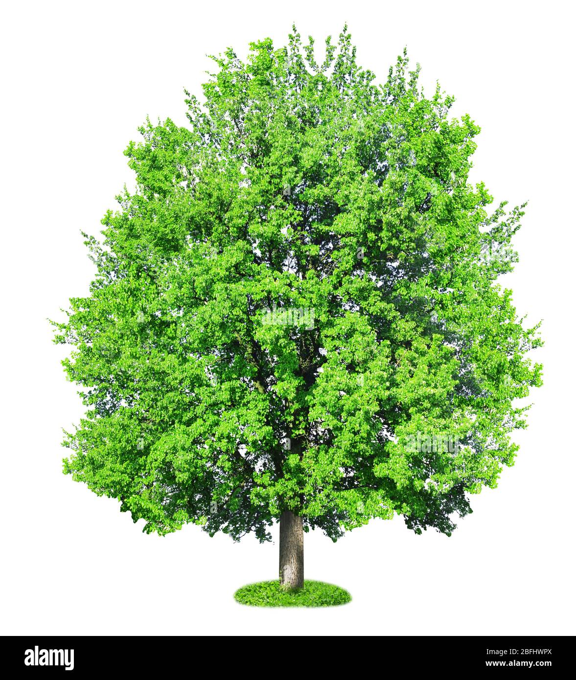 Single big old tree isolated on white Stock Photo - Alamy