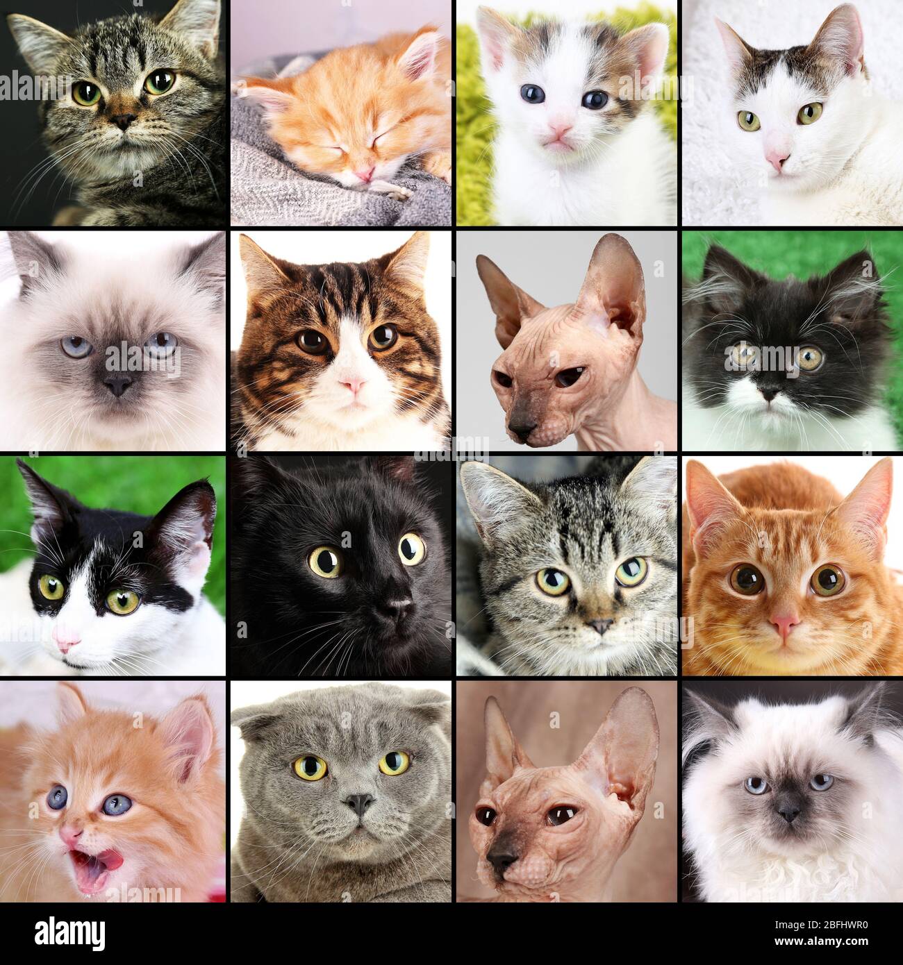 Collage of different cute cats Stock Photo - Alamy