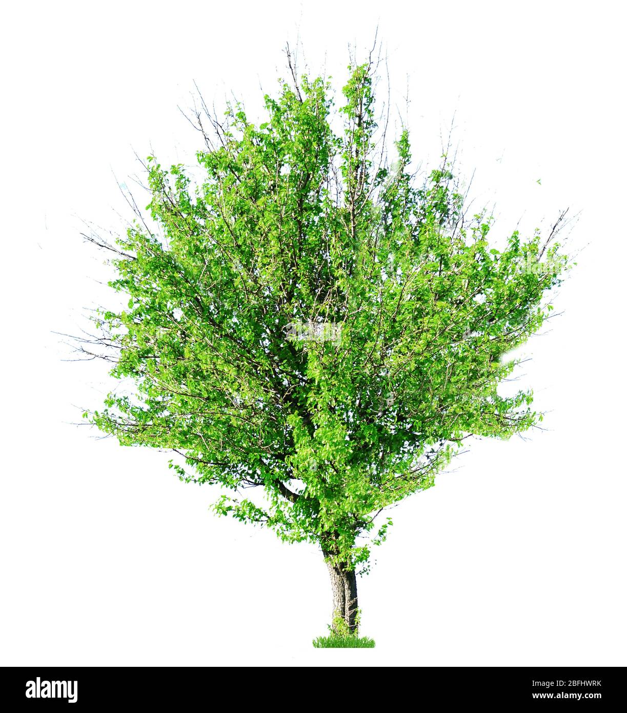 Single big old tree isolated on white Stock Photo - Alamy