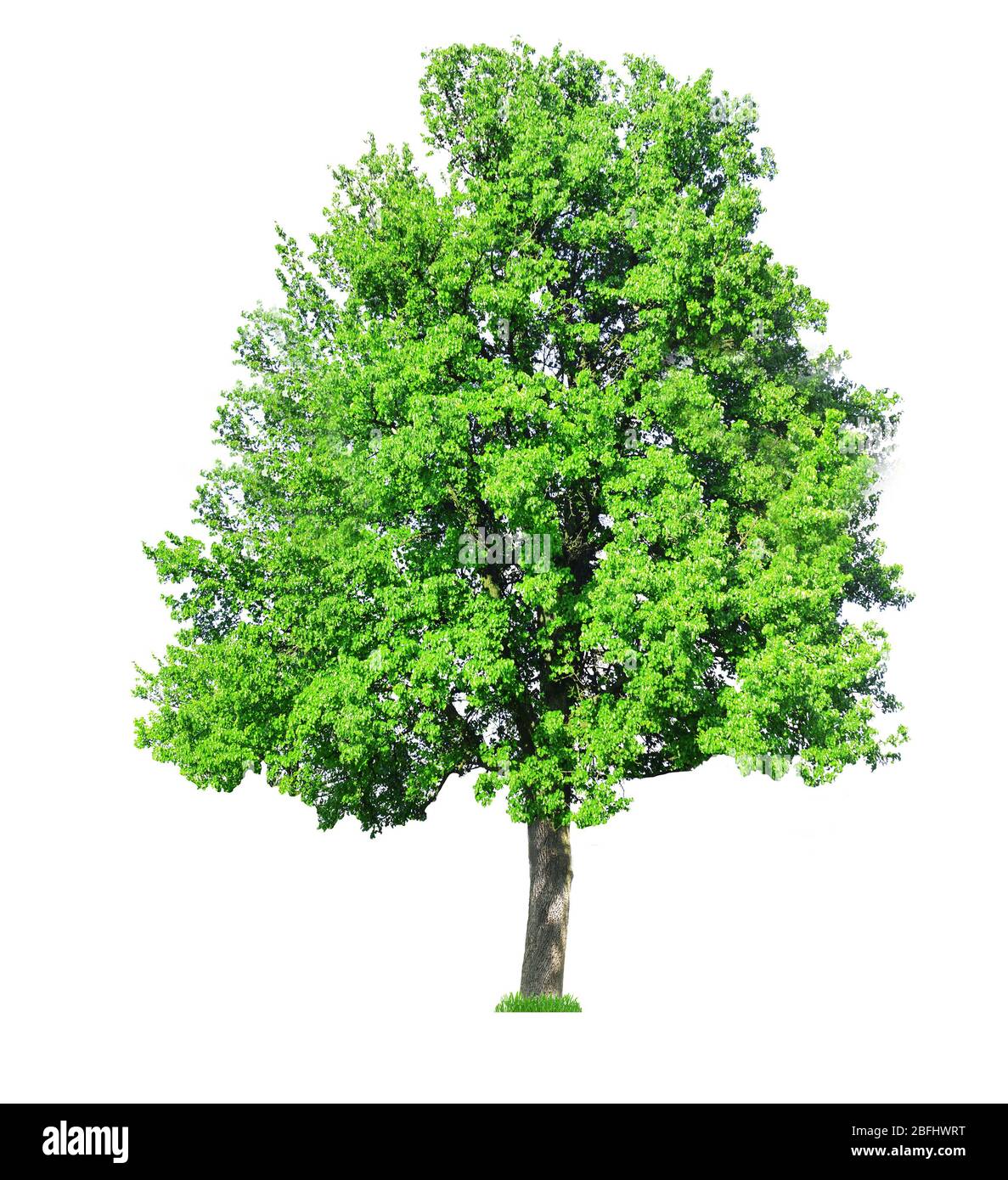 Single big old tree isolated on white Stock Photo - Alamy