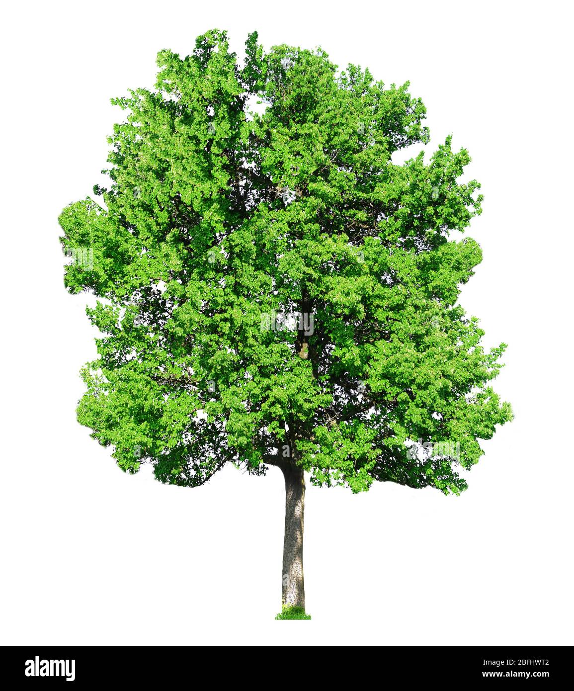 Single big old tree isolated on white Stock Photo - Alamy