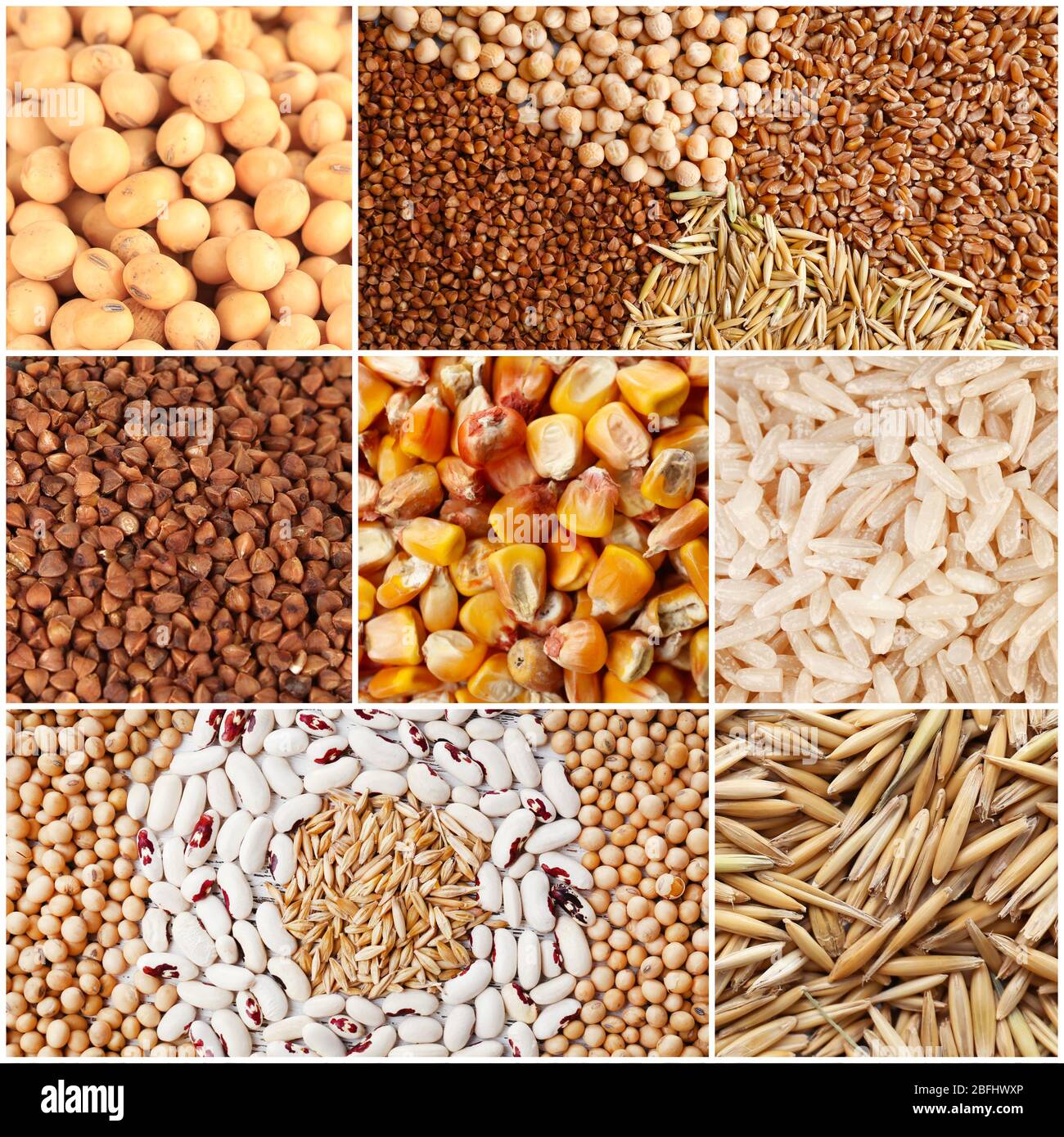 Classification of oats Cut Out Stock Images & Pictures - Alamy