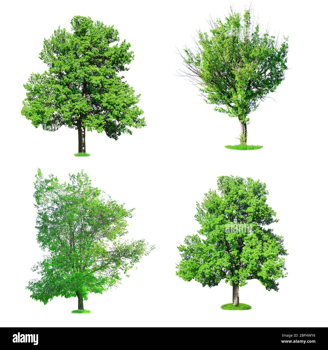 Collage of big old trees isolated on white Stock Photo - Alamy