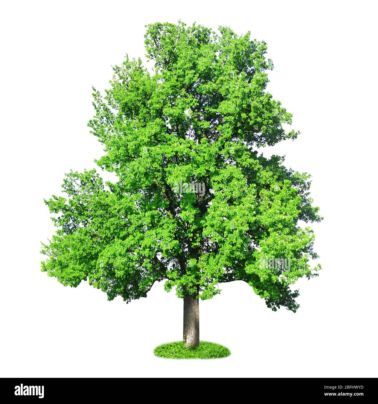 Single big old tree isolated on white Stock Photo - Alamy