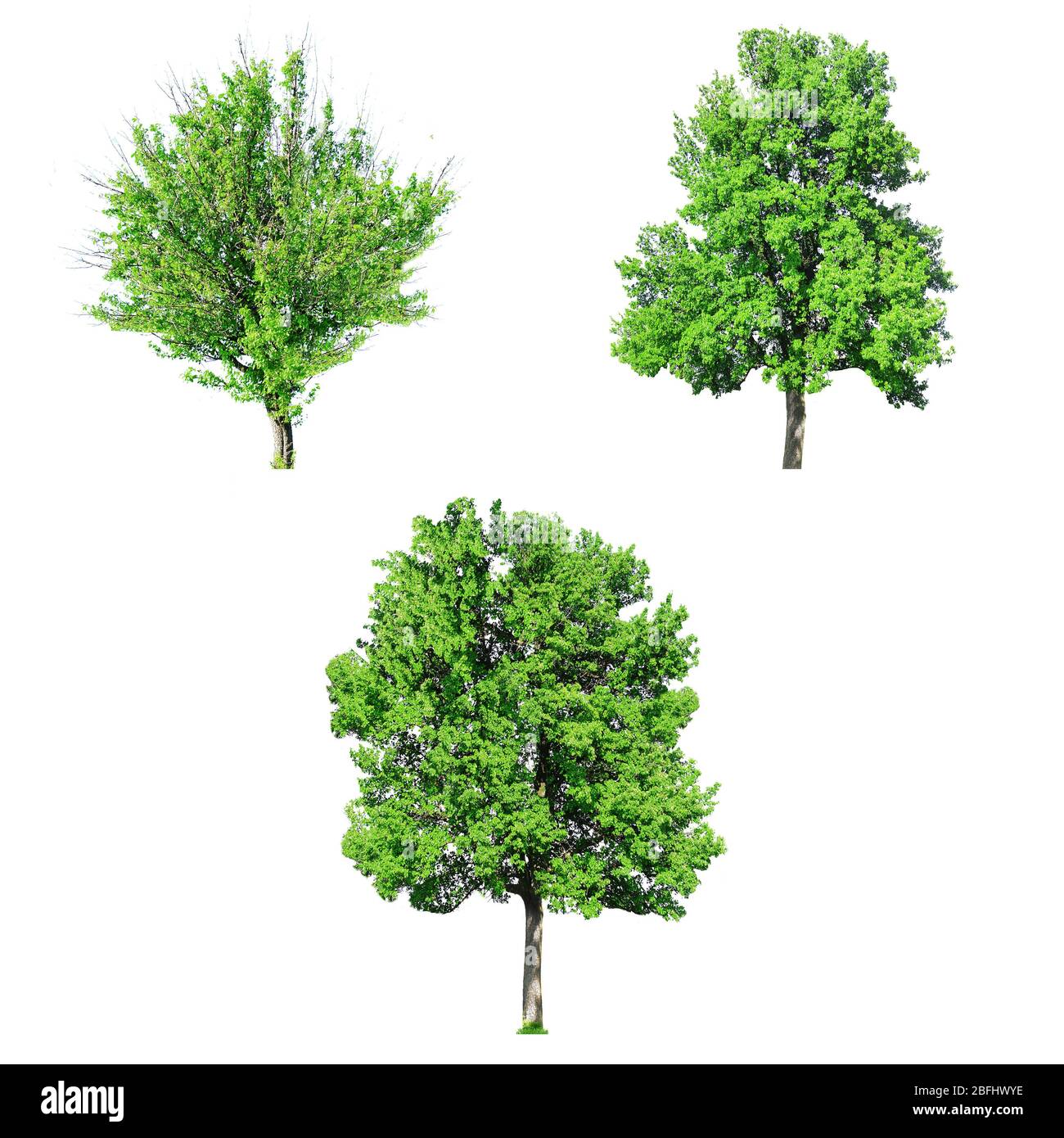 Collage of big old trees isolated on white Stock Photo - Alamy