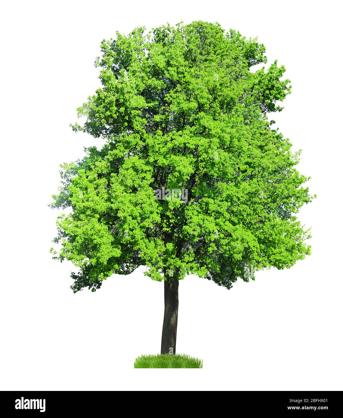 Single big tree isolated on white Stock Photo - Alamy