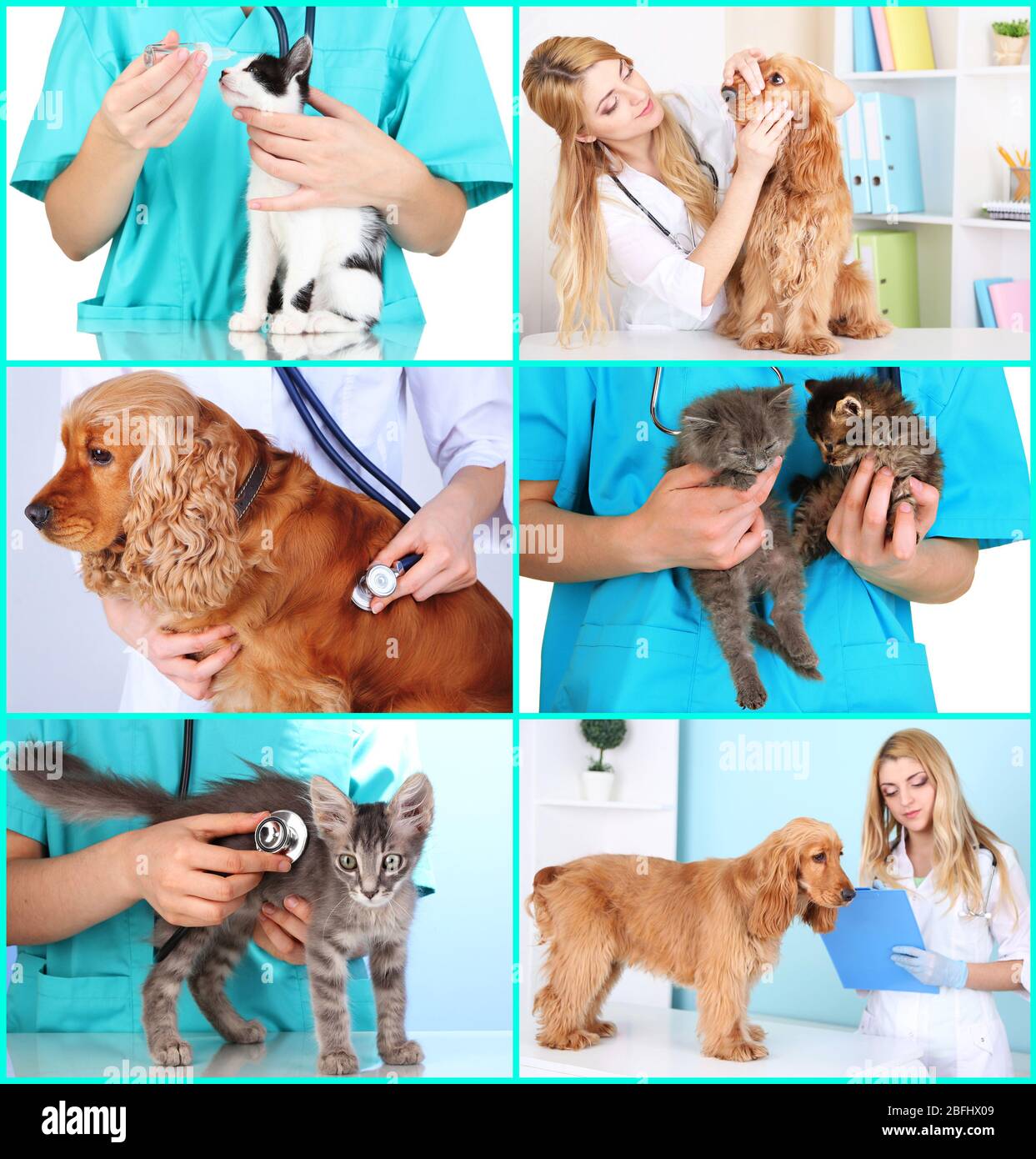 Collage of pets at vet Stock Photo - Alamy