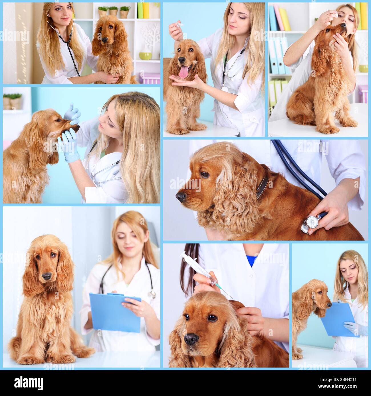 Collage of dog at vet Stock Photo - Alamy