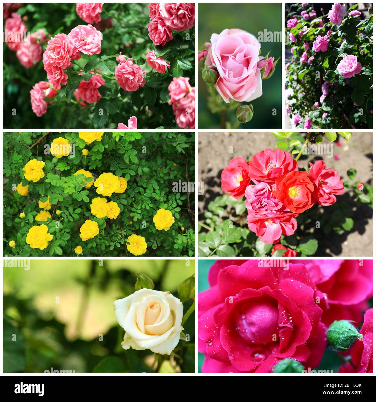 Collage of beautiful roses in garden Stock Photo - Alamy