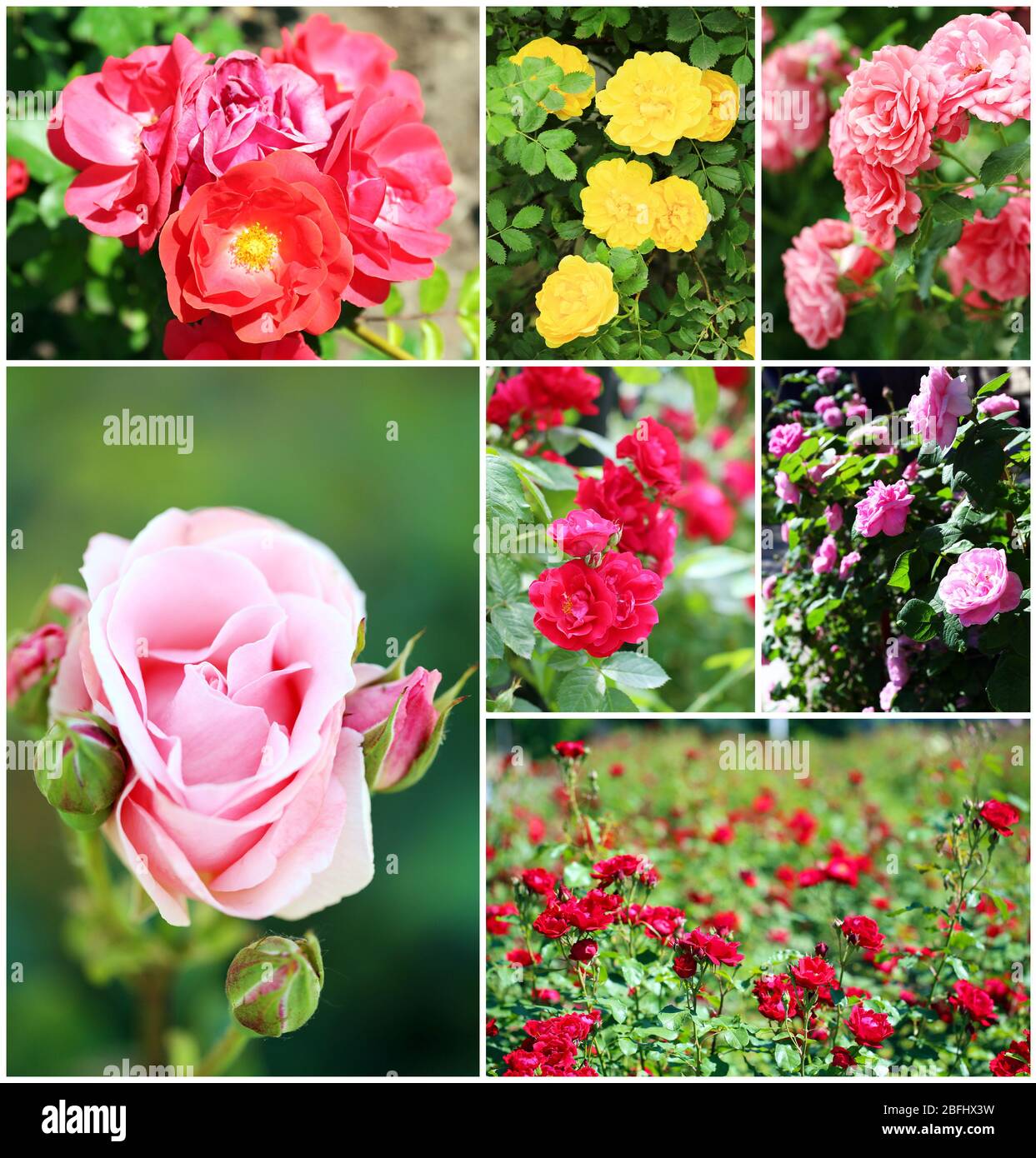 Roses blooming in botanical garden Cut Out Stock Images & Pictures - Alamy