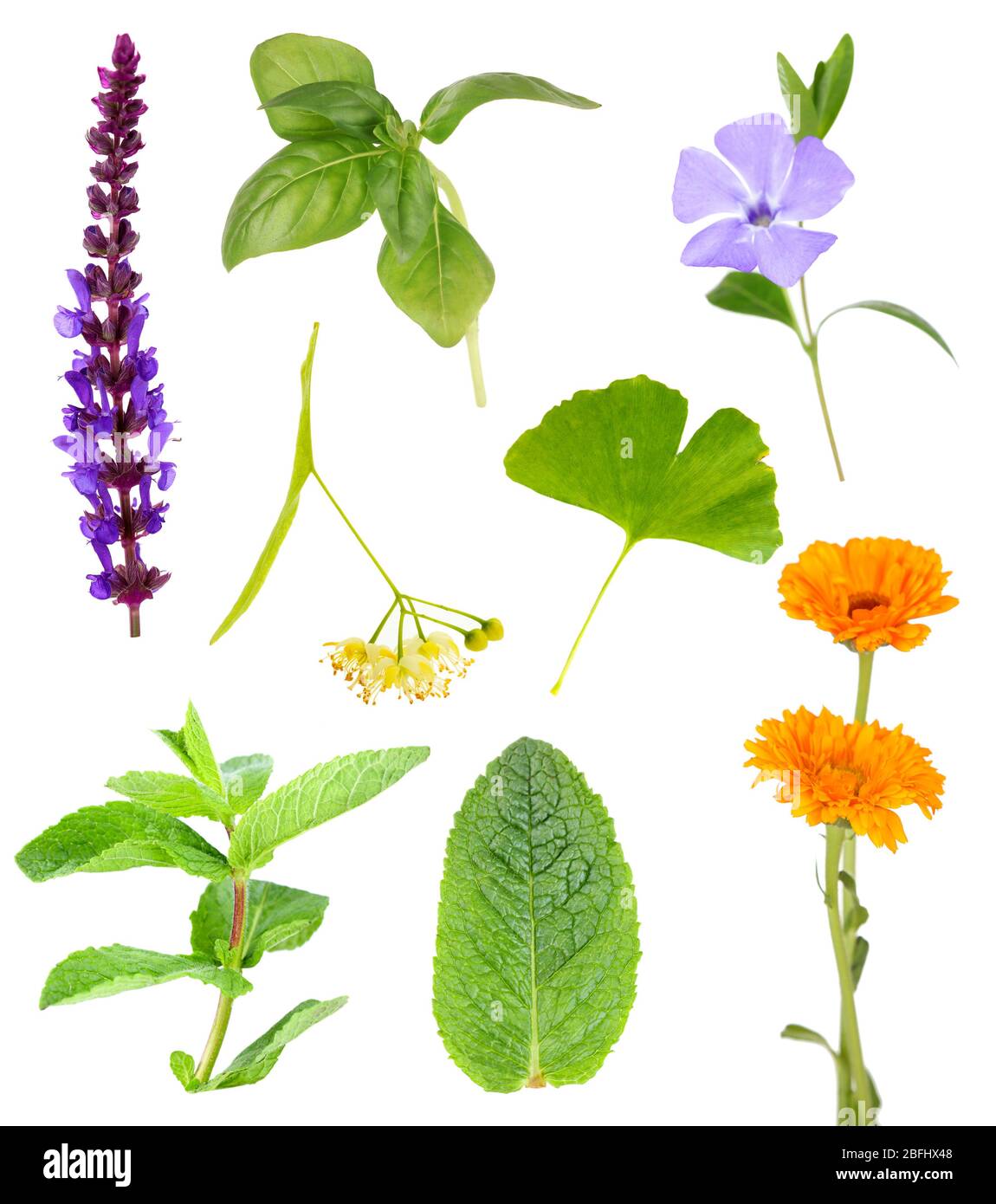 Collage of healing herbs, isolated on white Stock Photo - Alamy