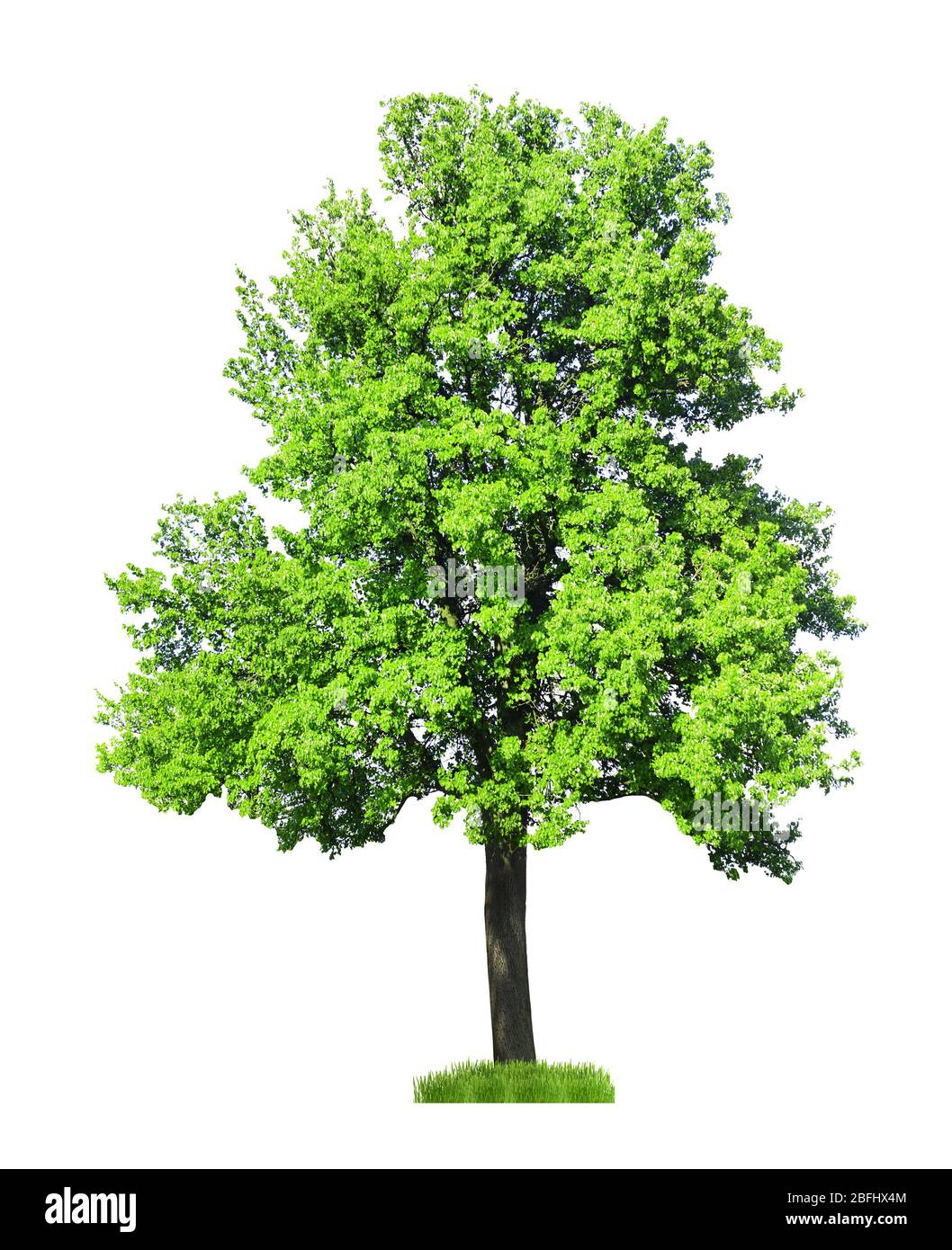 Single big tree isolated on white Stock Photo - Alamy