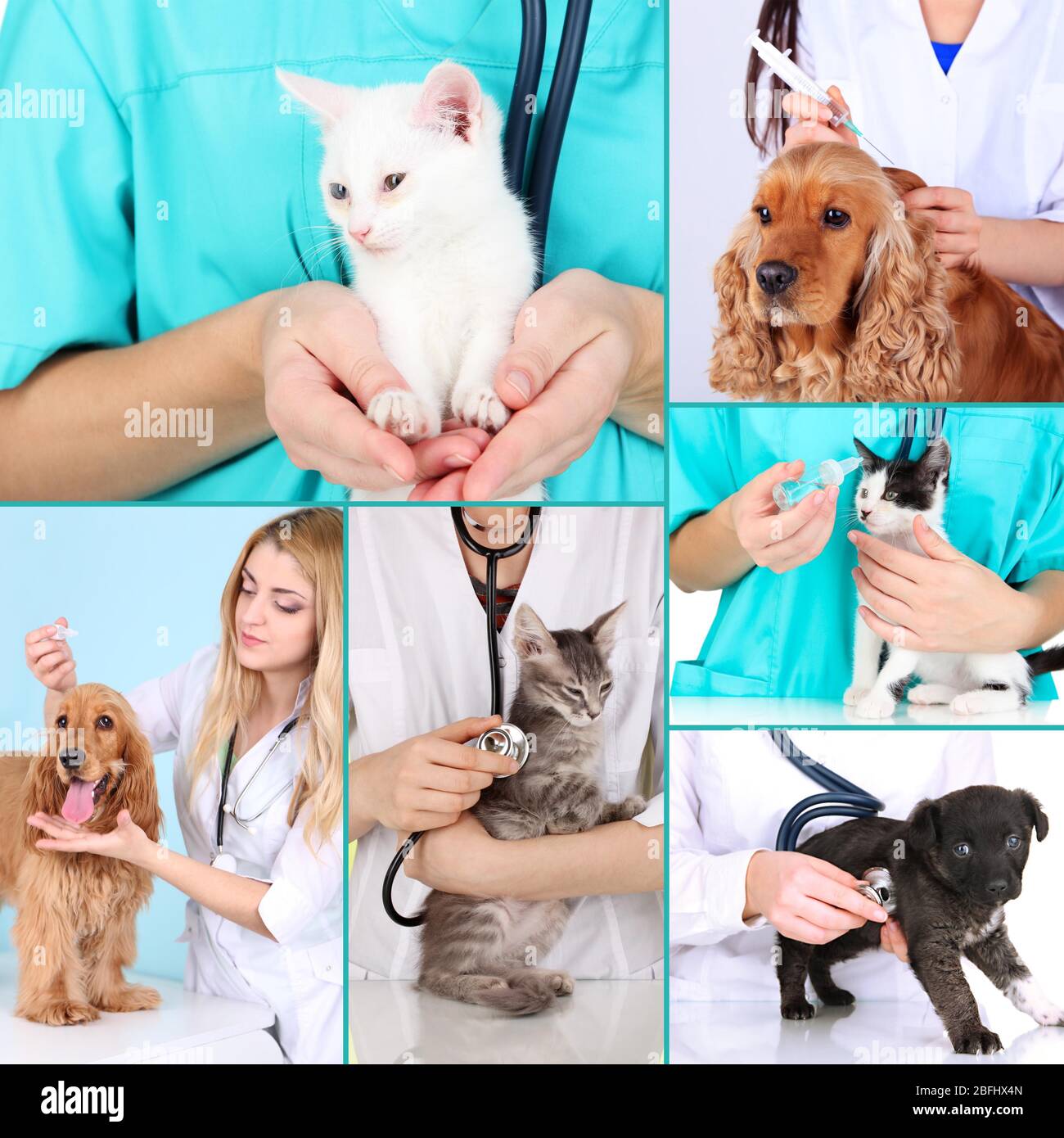 Collage of pets at vet Stock Photo - Alamy