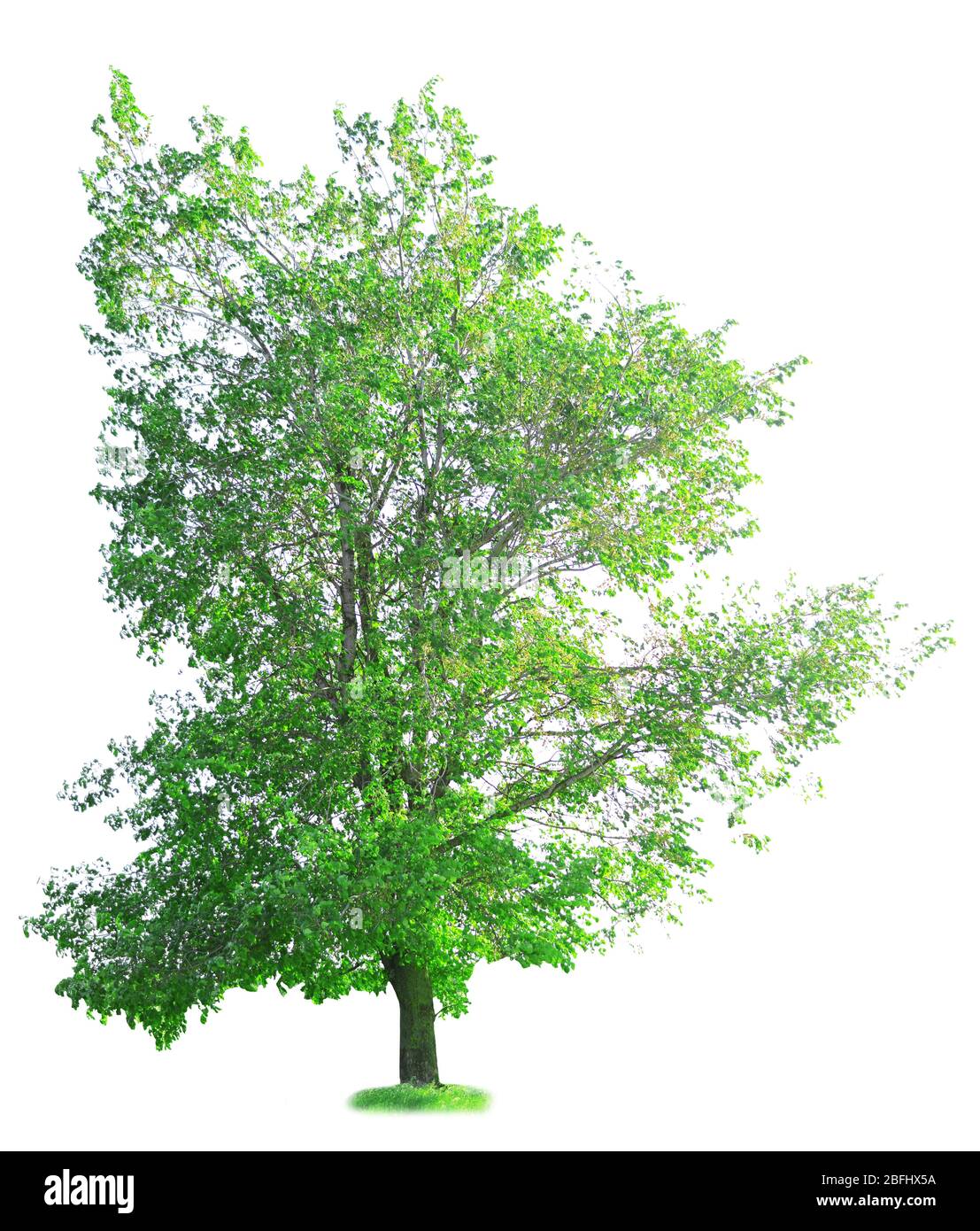 Single big tree isolated on white Stock Photo - Alamy