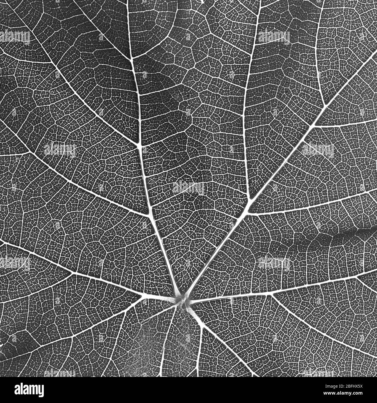 Grey leaf, close up Stock Photo - Alamy