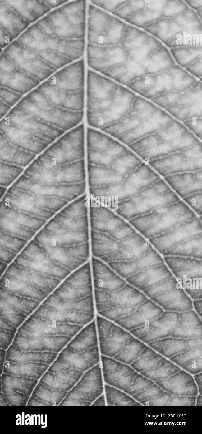 Seasonal leaf detail Black and White Stock Photos & Images - Alamy