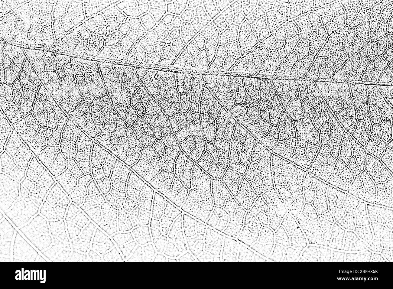 Golden leaf detail Black and White Stock Photos & Images - Alamy