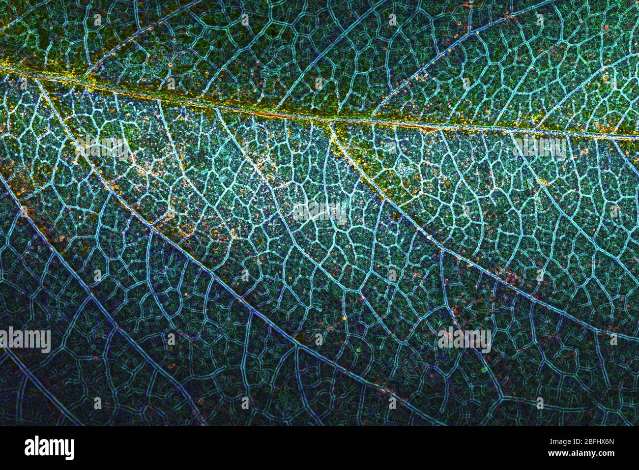 Bright leaf, close up Stock Photo - Alamy