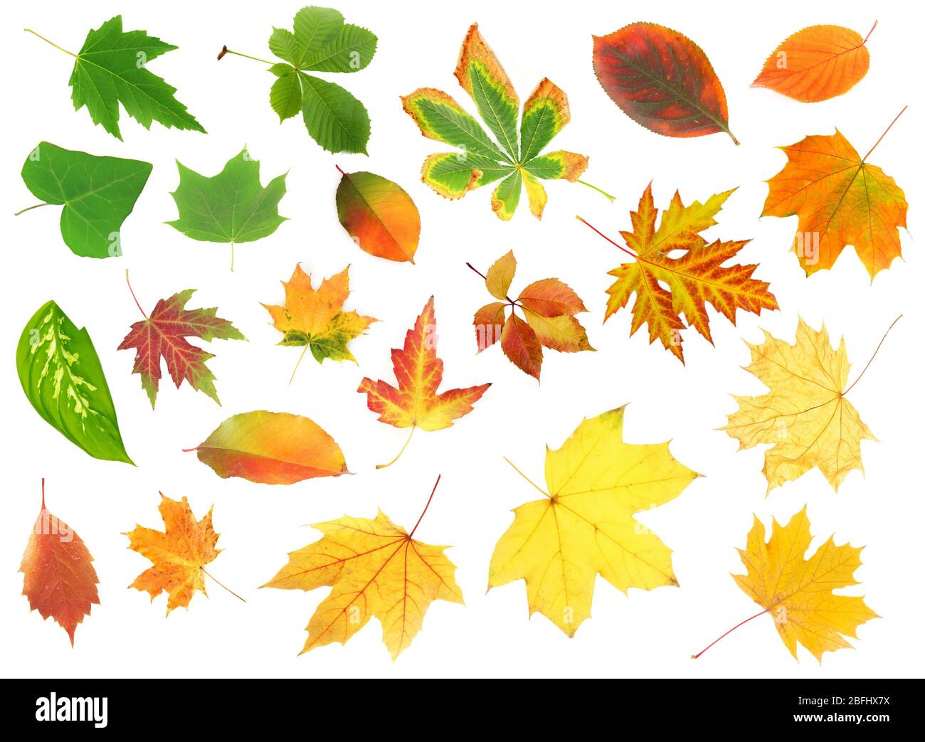 Collage of different leaves isolated on white Stock Photo - Alamy