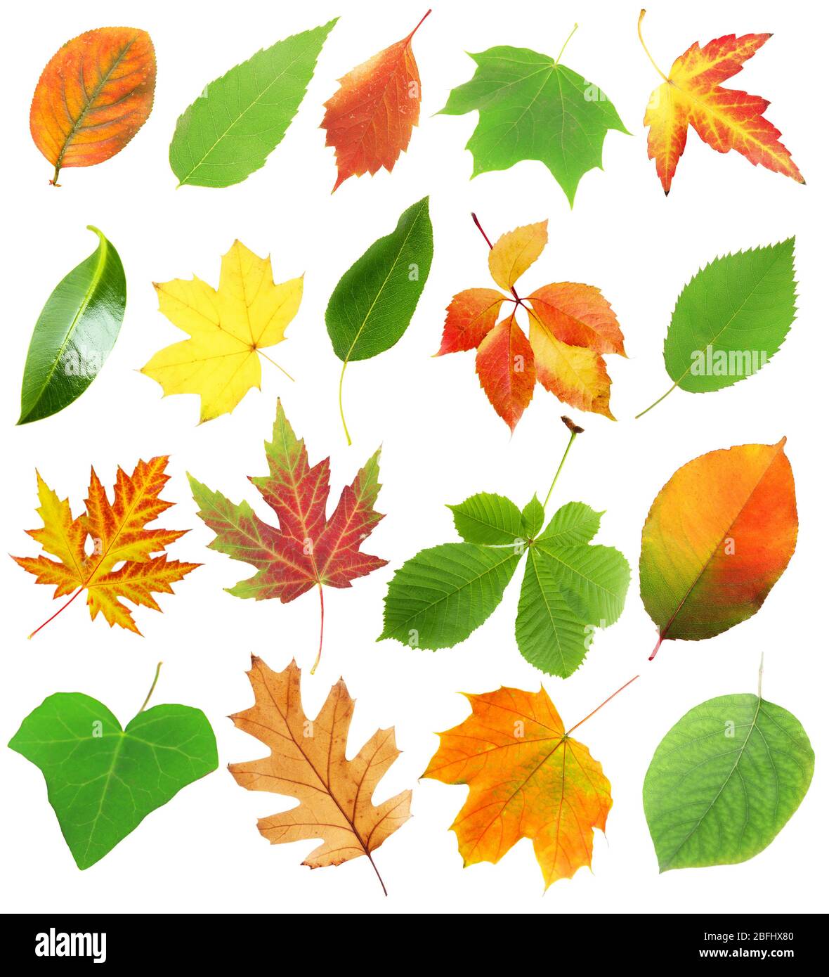 Collage of different leaves isolated on white Stock Photo - Alamy