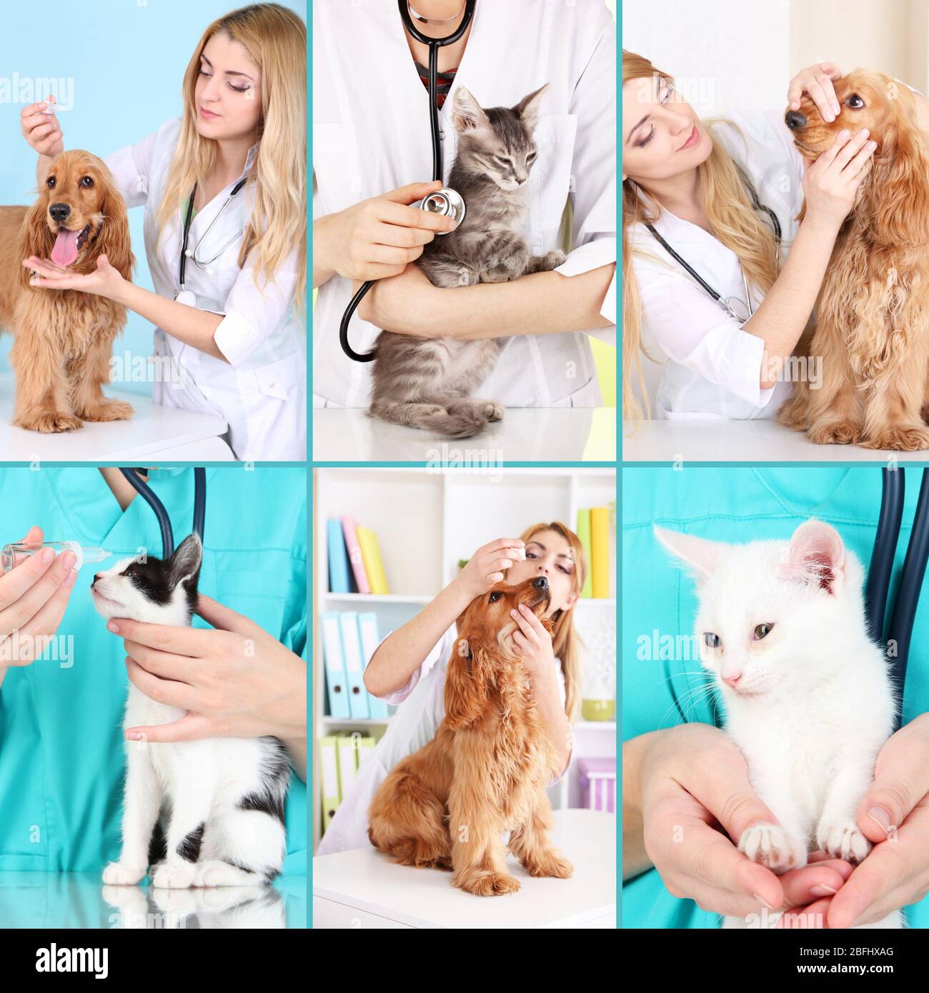 Collage of pets at vet Stock Photo - Alamy