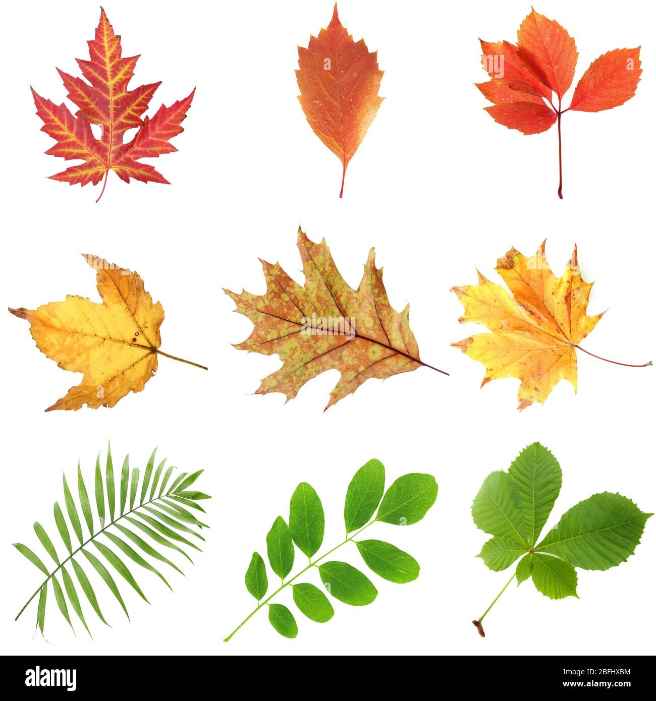 Collage of different leaves isolated on white Stock Photo - Alamy