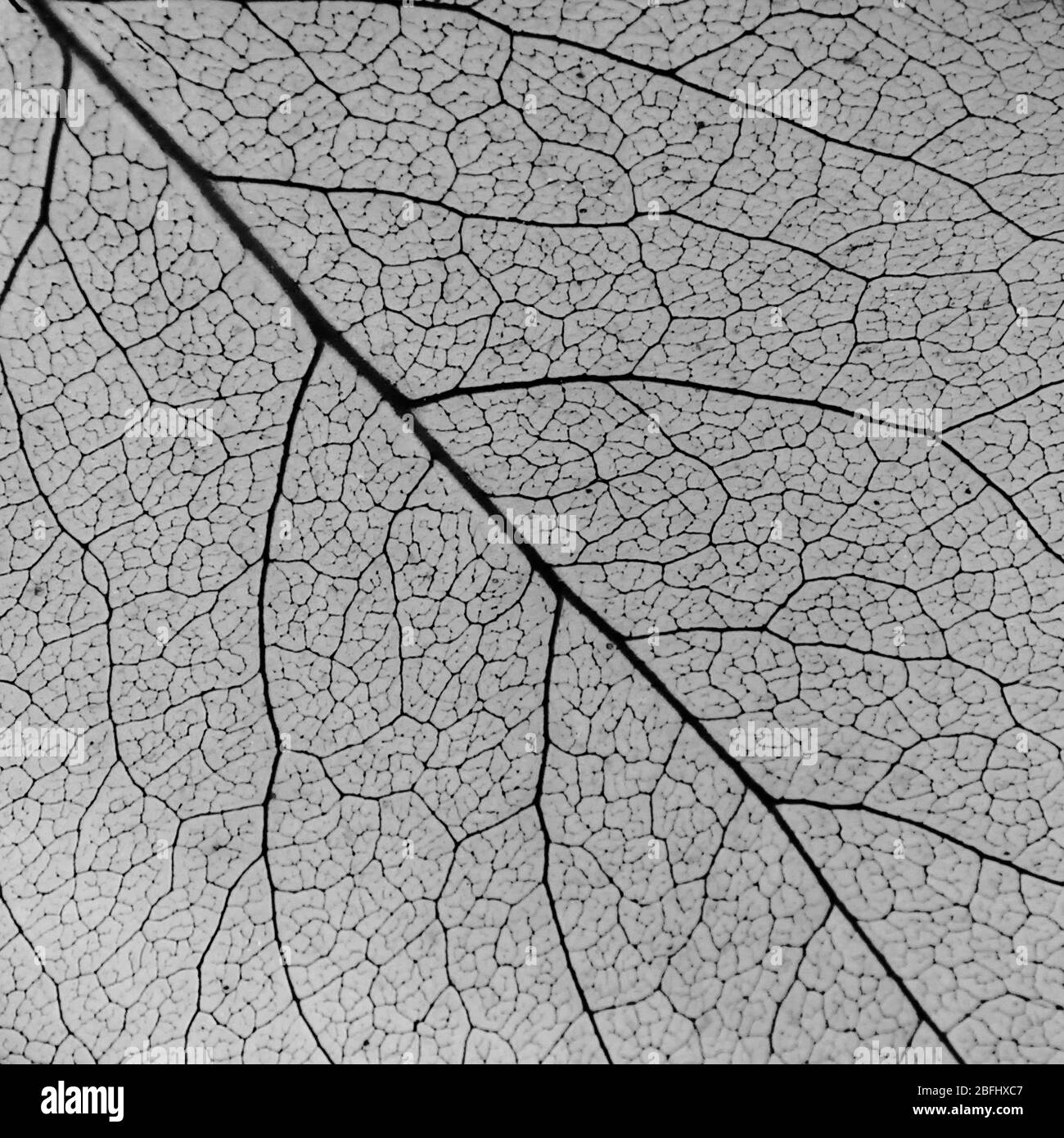 Old age of leaf Black and White Stock Photos & Images - Alamy